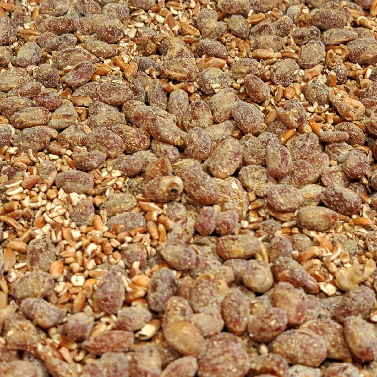 How to Make Koji - A Step-by-Step Guide for Home Incubation