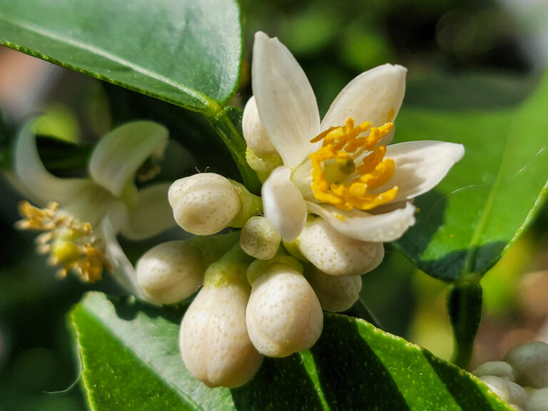 How to Pollinate a Lemon Tree (and Others) Easily