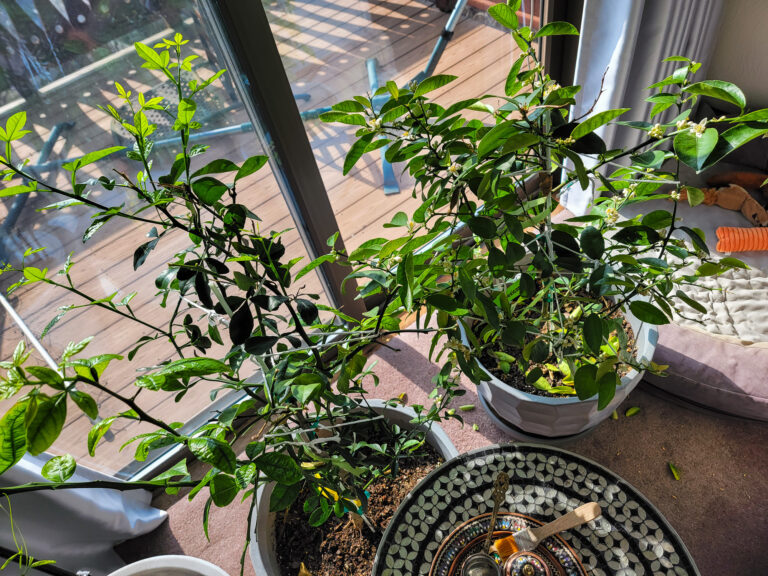 How to Pollinate a Lemon Tree (and Others) Easily