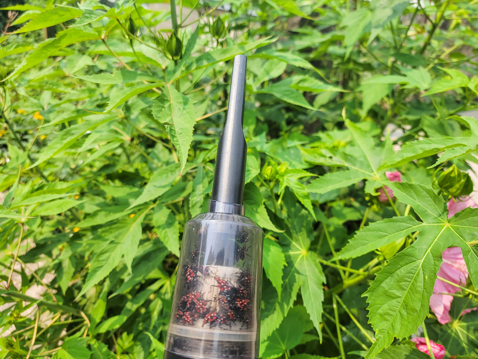 How to Get Rid of Spotted Lanternfly Infestations - 9 Tests