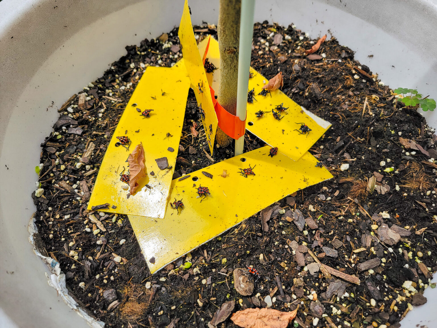 How to Get Rid of Spotted Lanternfly Infestations - 9 Tests