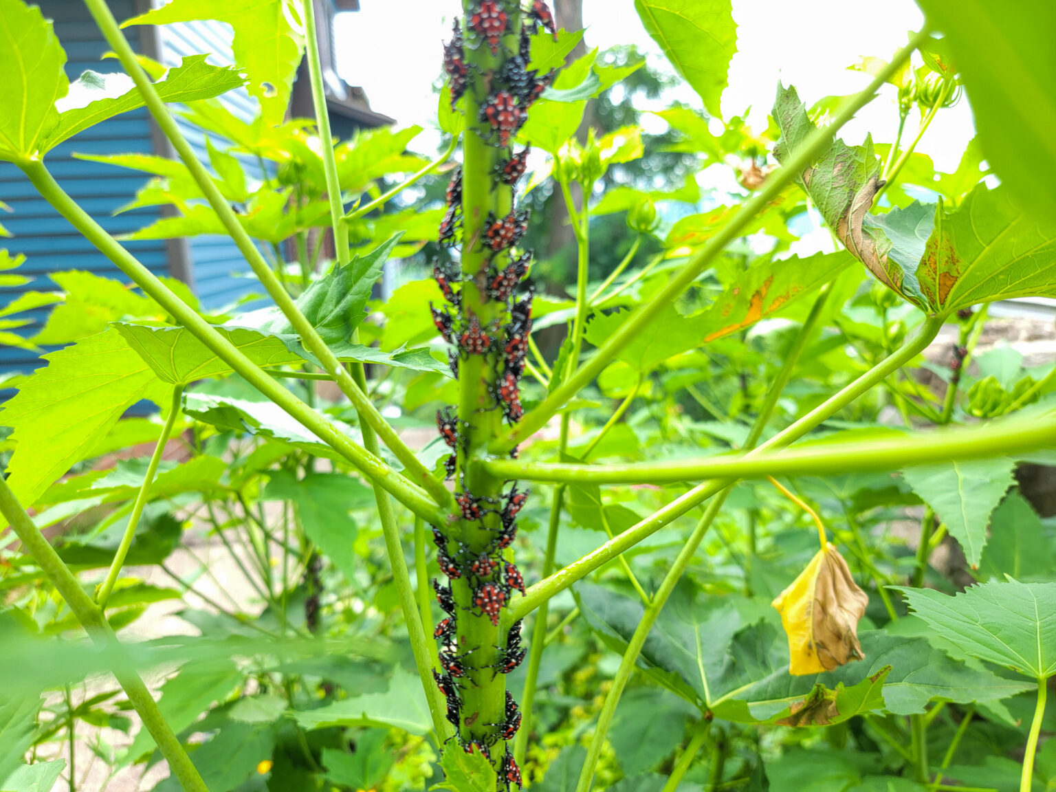 How to Get Rid of Spotted Lanternfly Infestations - 9 Tests