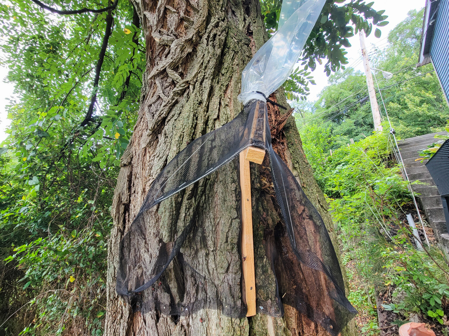 How to Get Rid of Spotted Lanternfly Infestations - 9 Tests